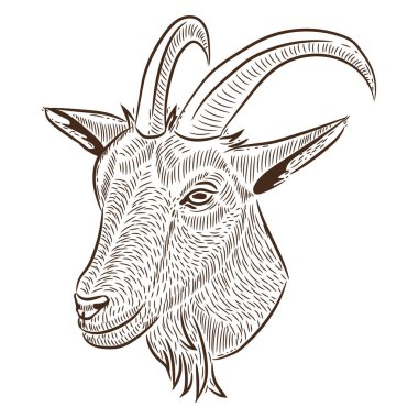 Goat Head Portrait Illustration Drawing Engraving Ink Line Art Vector Stock Vector Image by ...