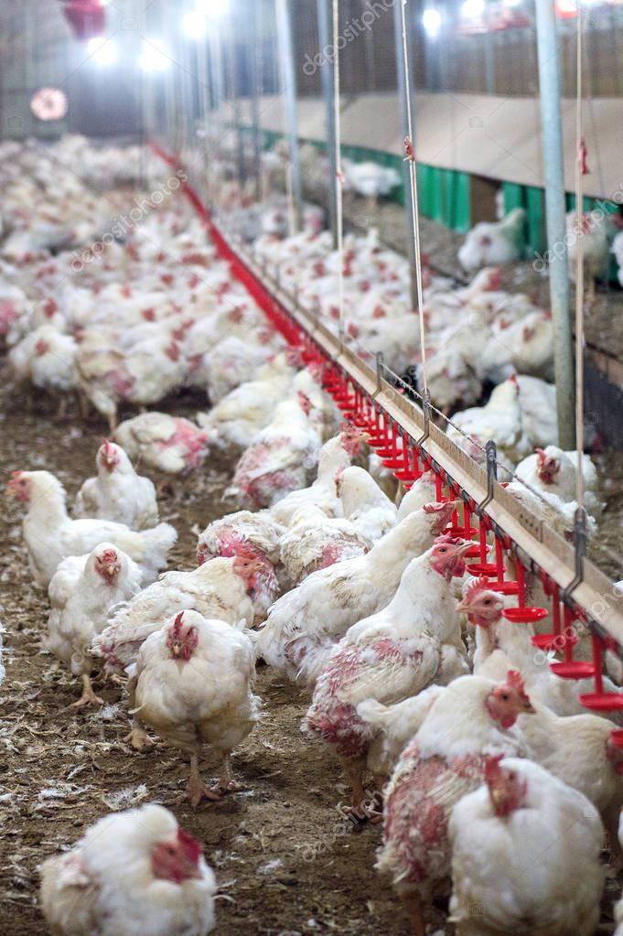 Pollo enfermo o pollo triste en la granja, Epidemia, gripe aviar ...