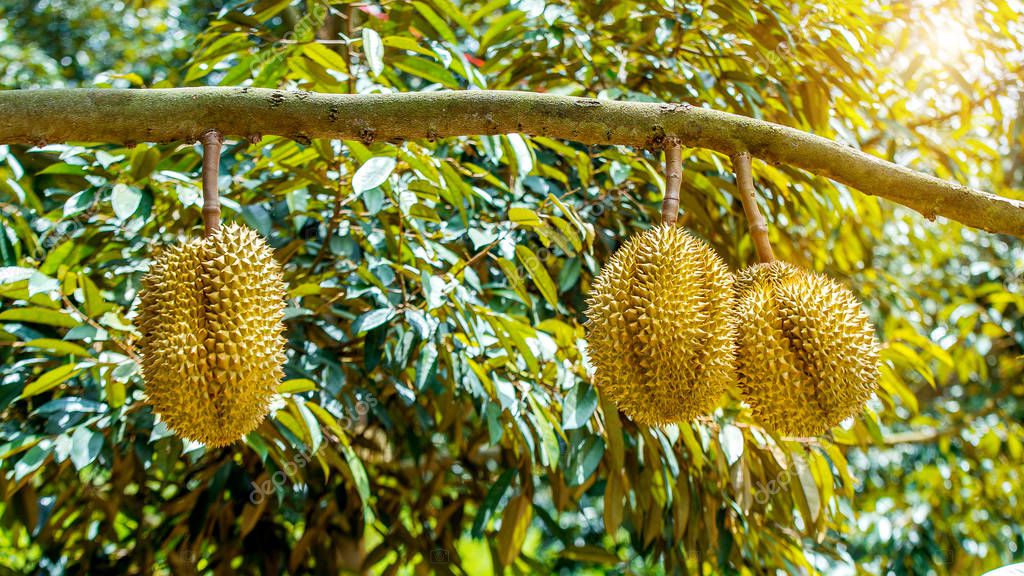 Durian tree Durians es el rey de las frutas en Tailandia. 2022