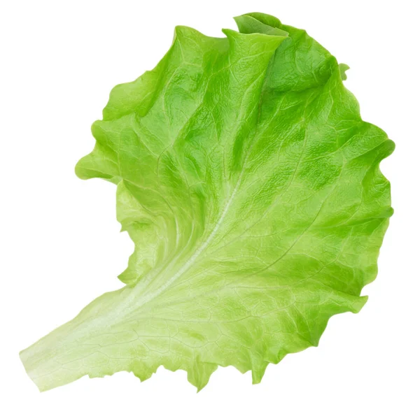 One leaf of lettuce Stock Photos, Royalty Free One leaf of lettuce ...