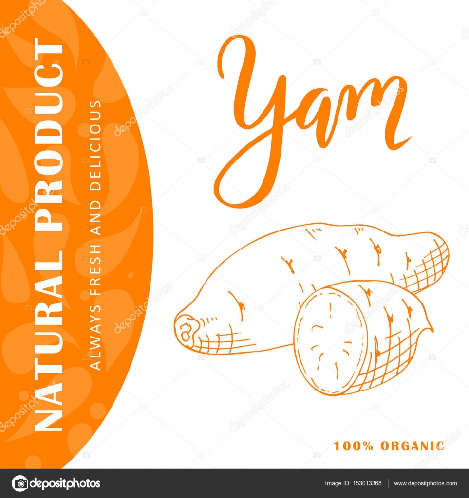 Vector vegetable element of yam. Hand drawn icon with lettering. Food ...
