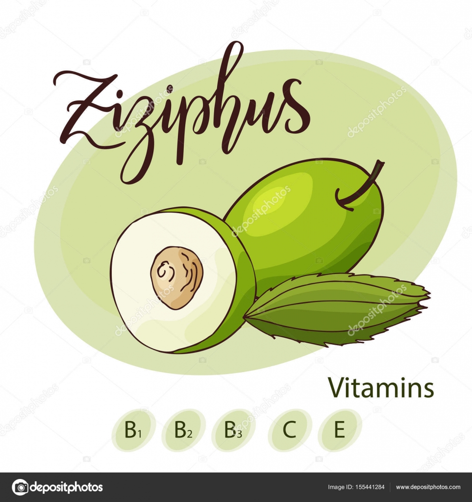 Vector fruit element of ziziphus. Hand drawn icon with lettering. Food ...