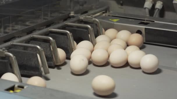 Egg sorting equipment at poultry. Eggs are moving on a factory conveyor ...