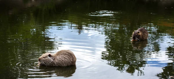 Musquash river Stock Photos, Royalty Free Musquash river Images ...