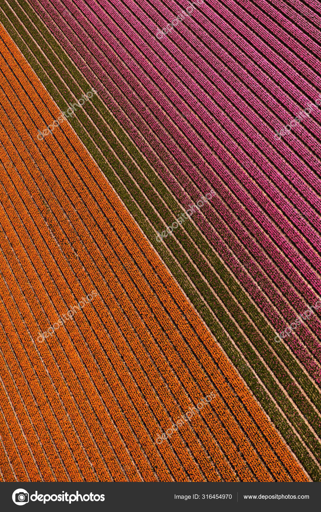 Aerial View Tulip Fields North Holland Netherlands — Stock Photo © info ...