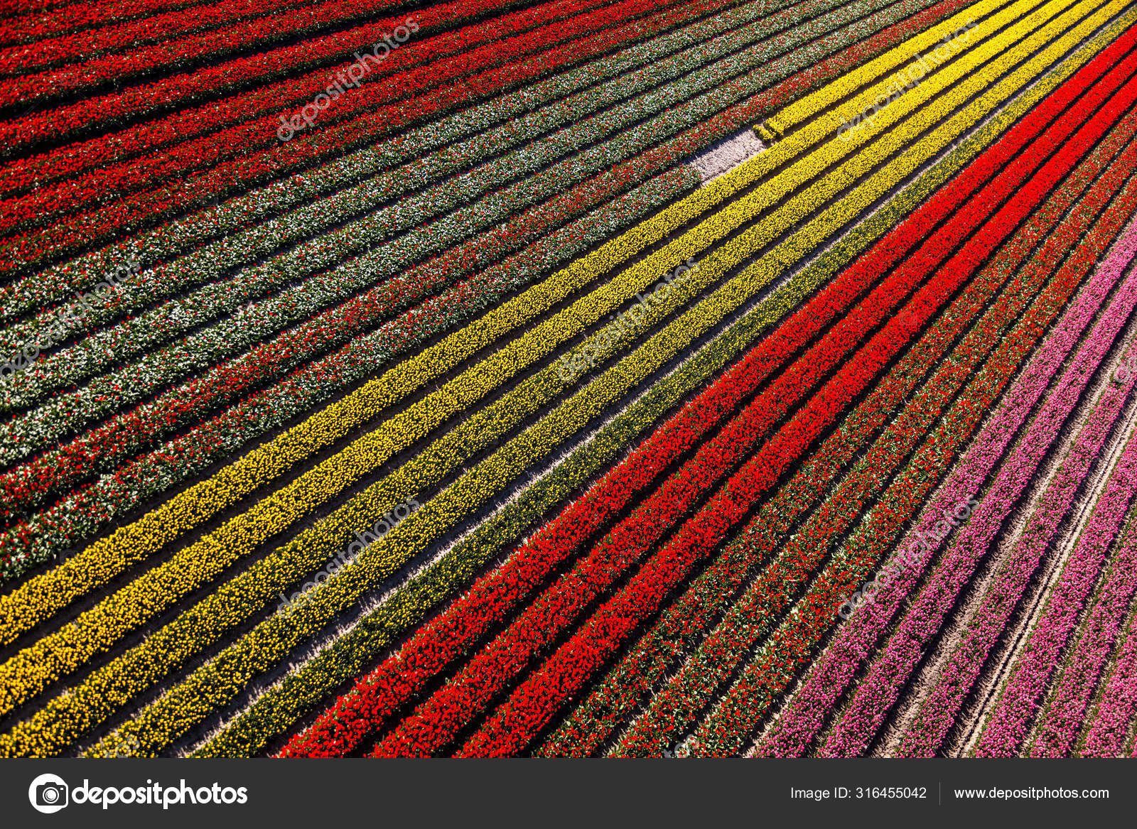 Aerial View Tulip Fields North Holland Netherlands Stock Photo by ©info ...