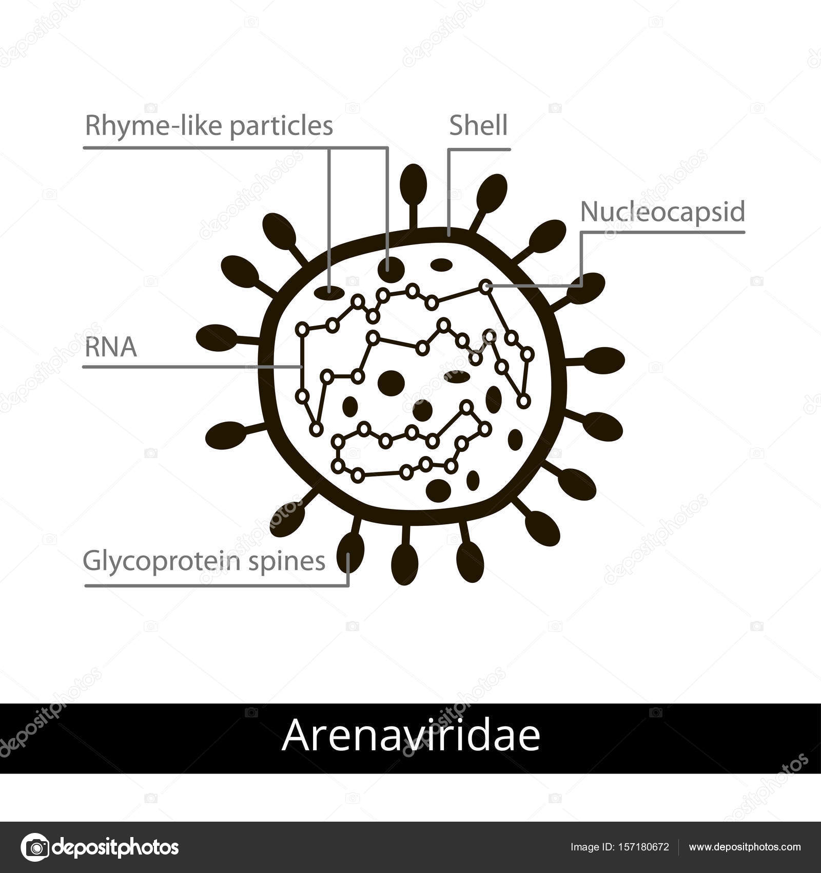 Arenaviridae. Classificação dos vírus . vetor(es) de stock de ©Marina ...