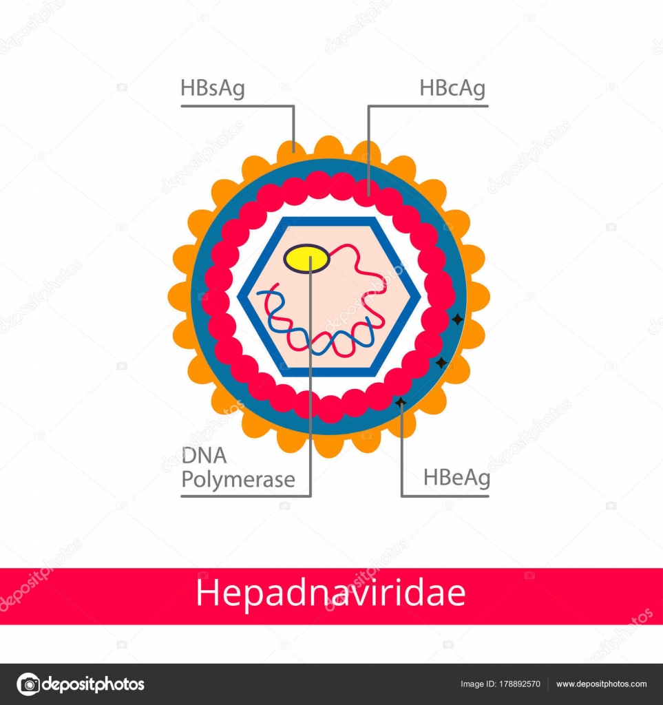Hepadnaviridae. Classification of viruses. Stock Vector by ©Marina ...