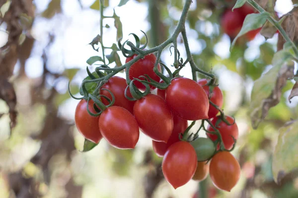 Tomato tropical tree tree Stock Photos, Royalty Free Tomato tropical ...