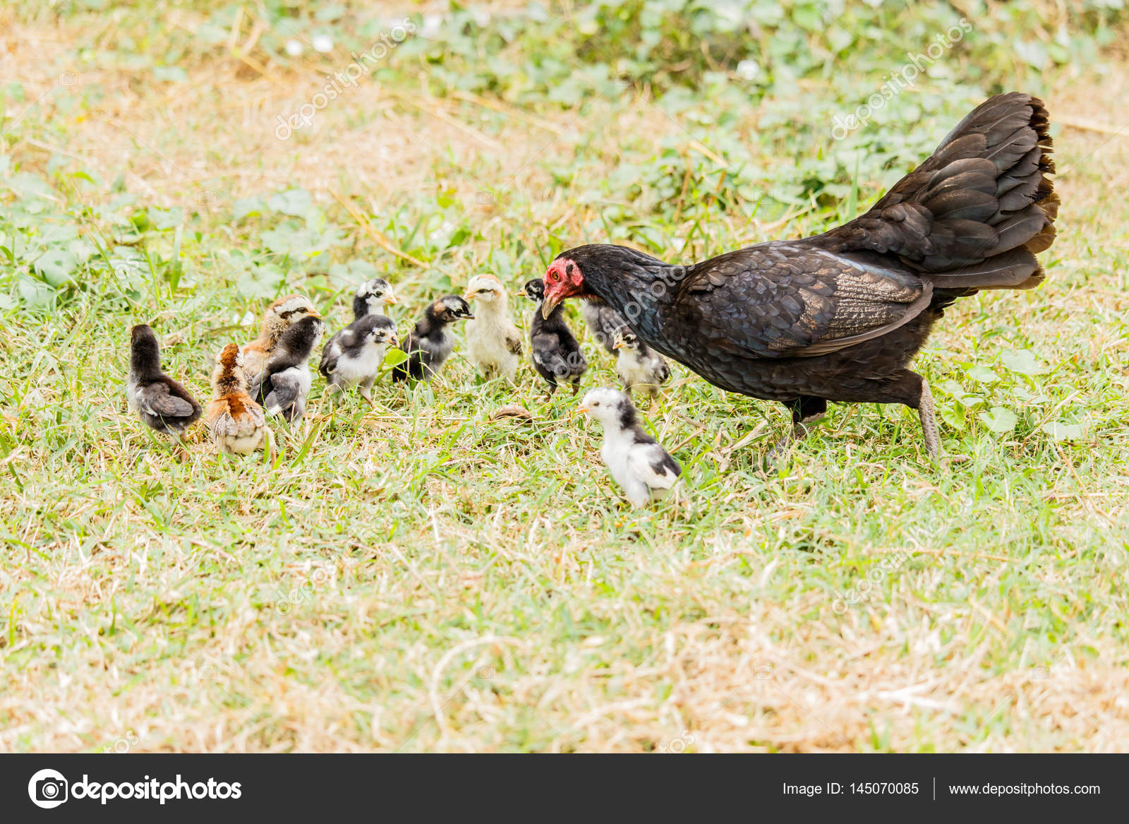 Hen chick rearing in natural environment rural scene — Stock Photo ...