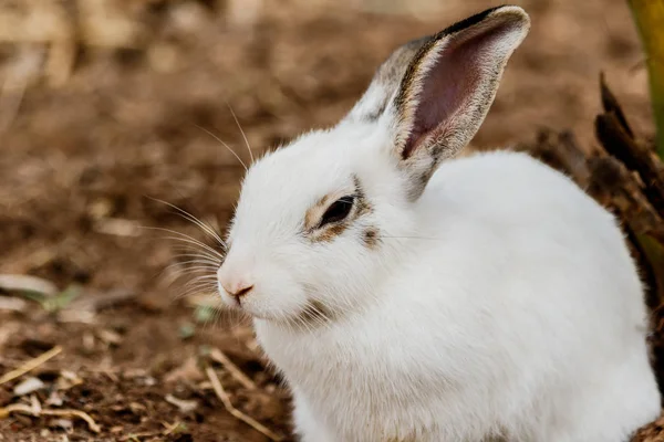 White rabbit in farm - Stock Image - Everypixel