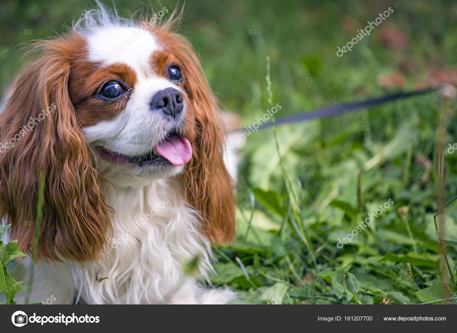 Beautiful cavalier king charles spaniel in the grass background Stock ...