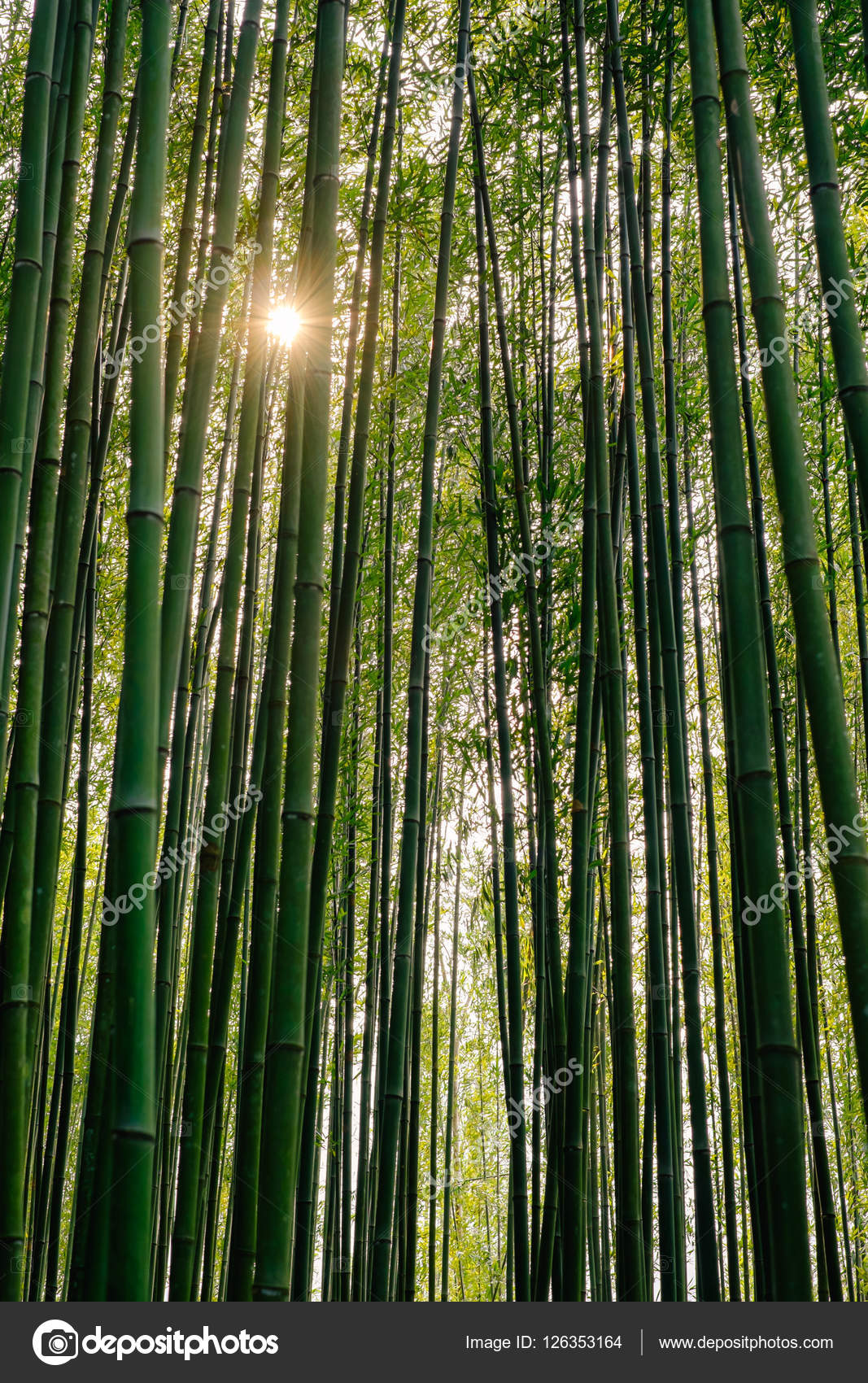 Bamboo forest at sunset Stock Photo by ©Gilitukha 126353164