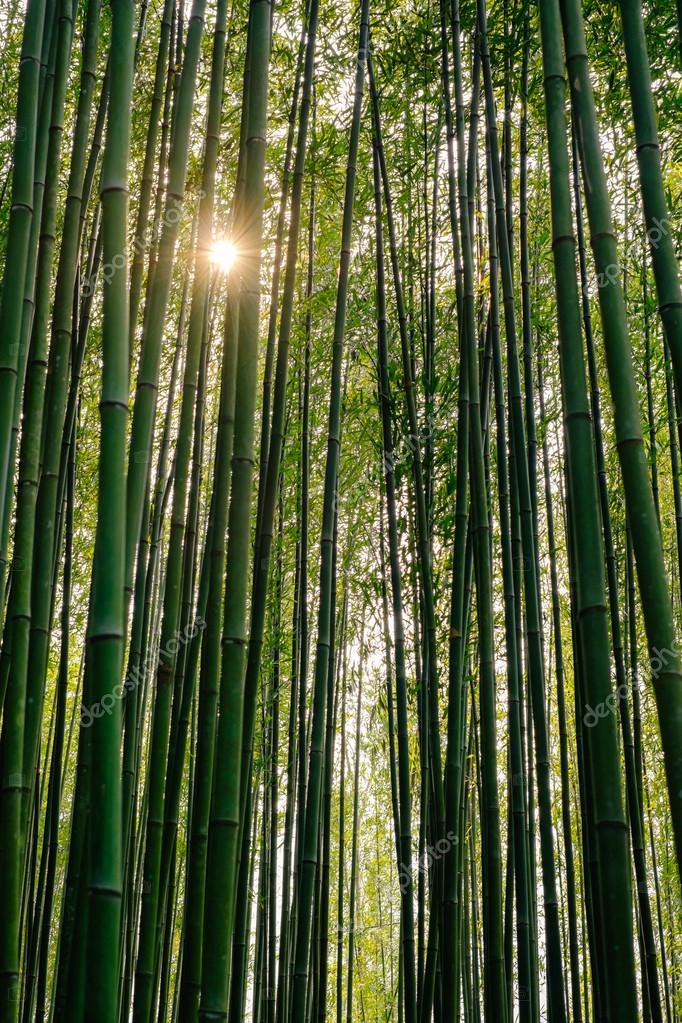 Bamboo forest at sunset Stock Photo by ©Gilitukha 126353164