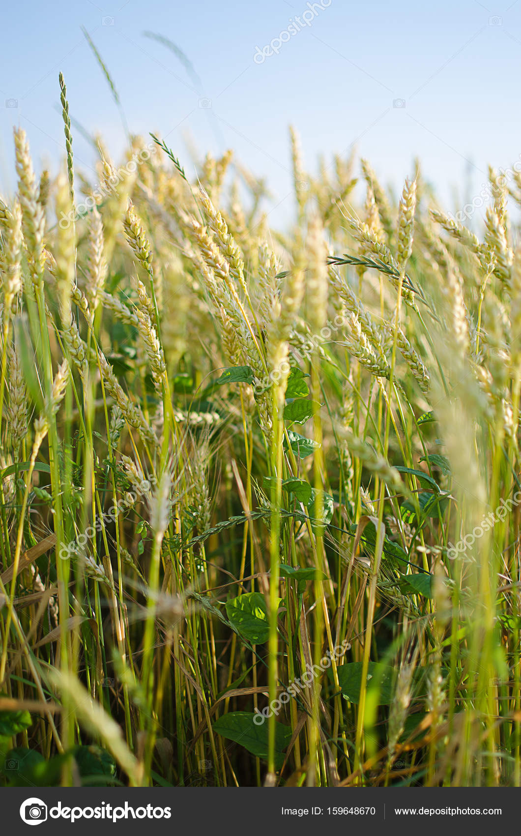 Ears of rye and wheat growing — Stock Photo © Galyna0404 #159648670