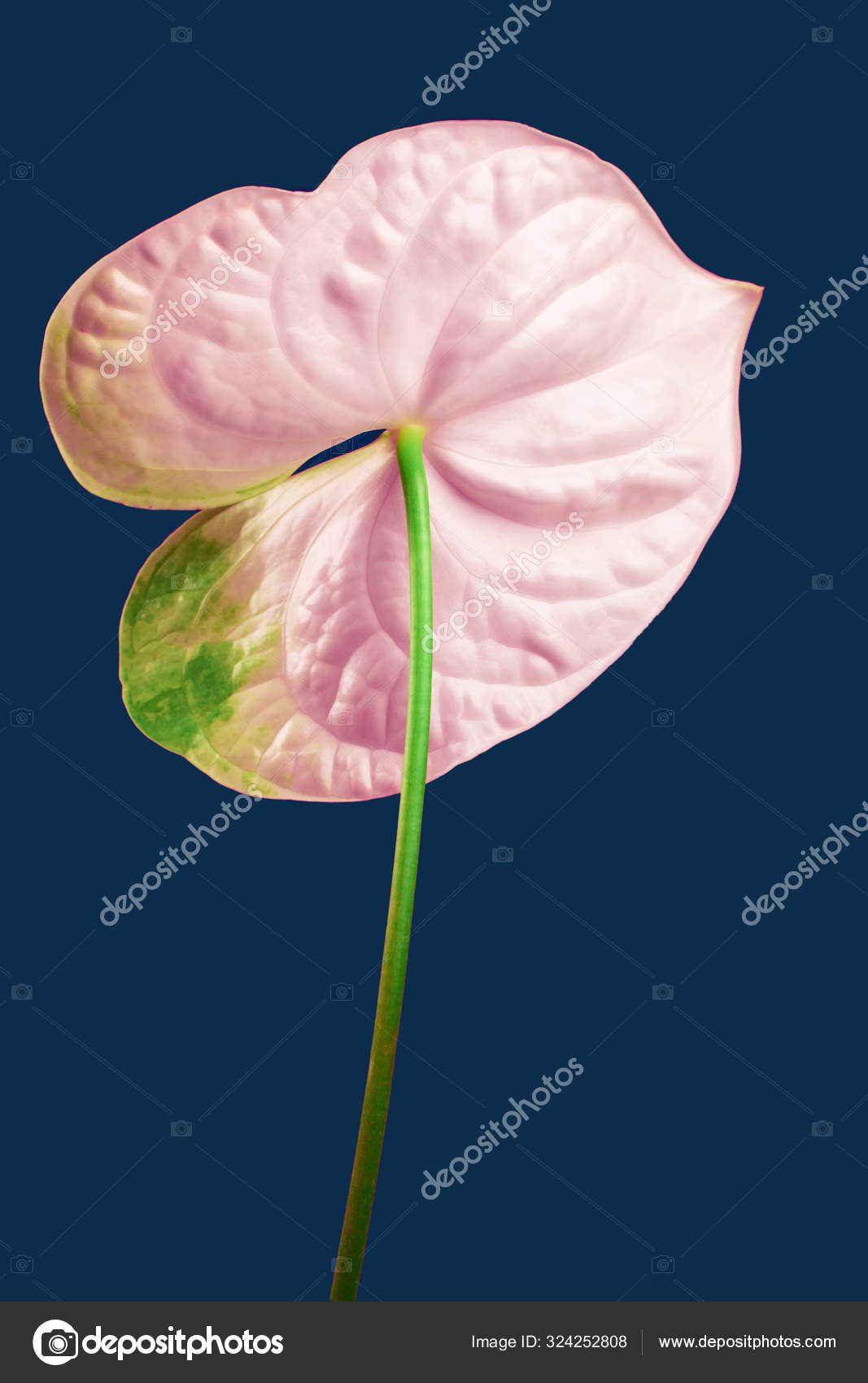 Blue Anthurium