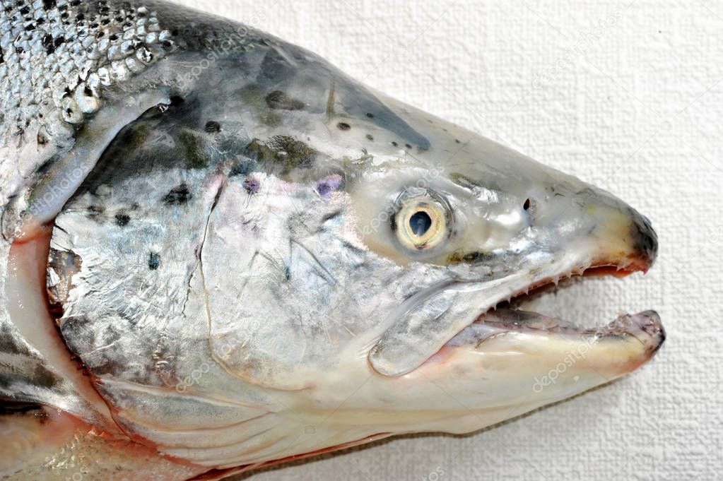 Fish head of a salmon with sharp teeth and silvery scales Stock Photo ...