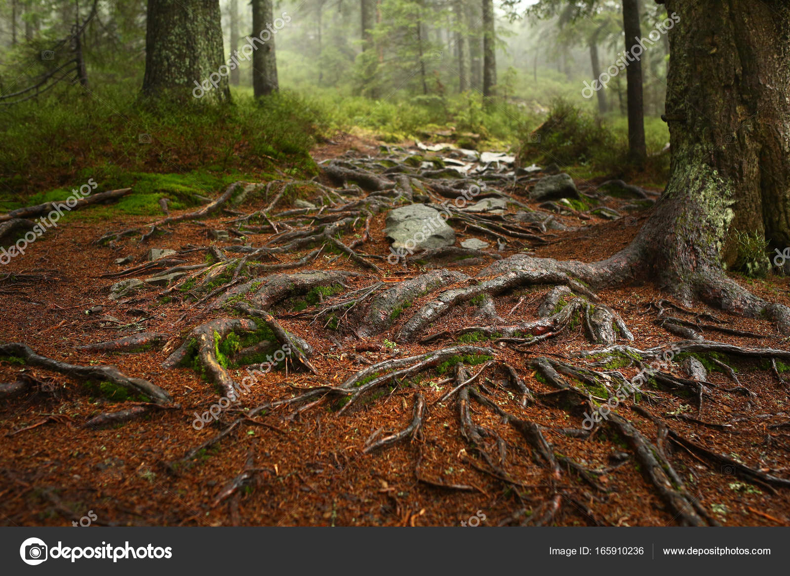 A web of tree roots growing over rocks next to a hiking trail. A wooden ...