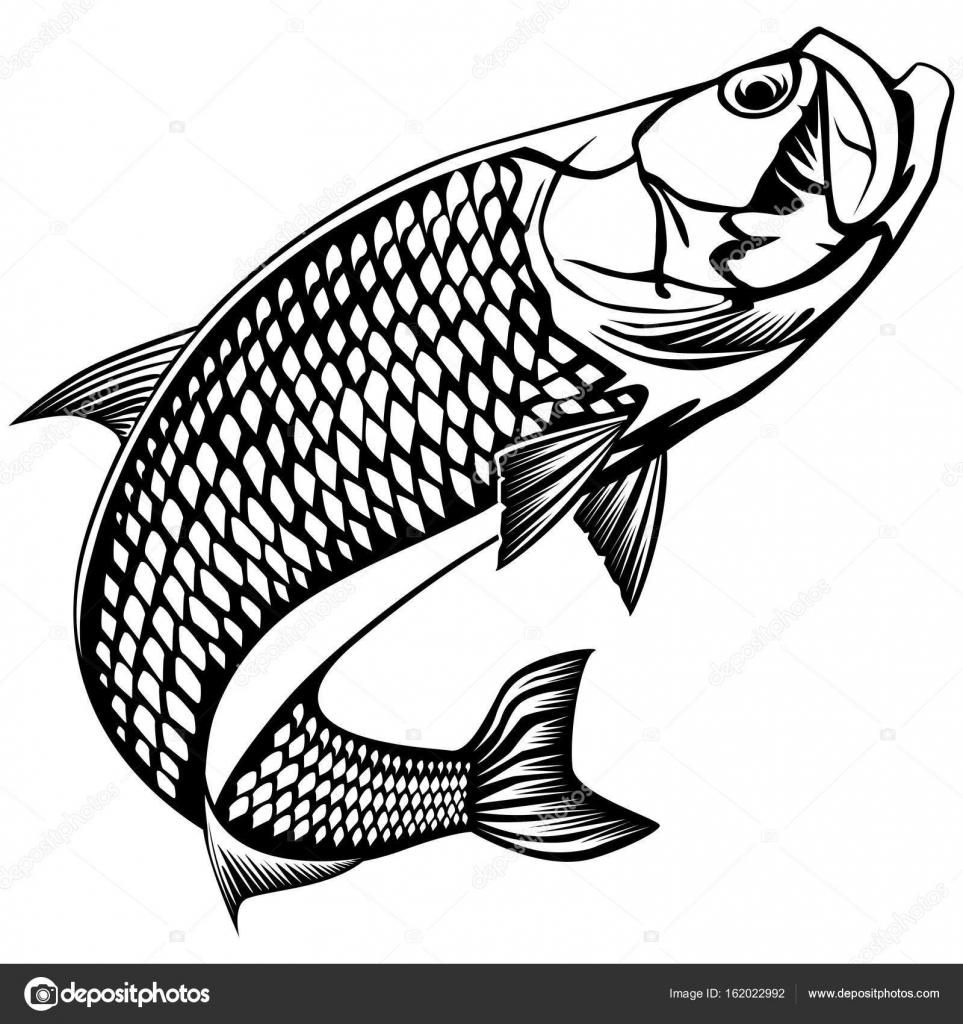 Tarpon Vector
