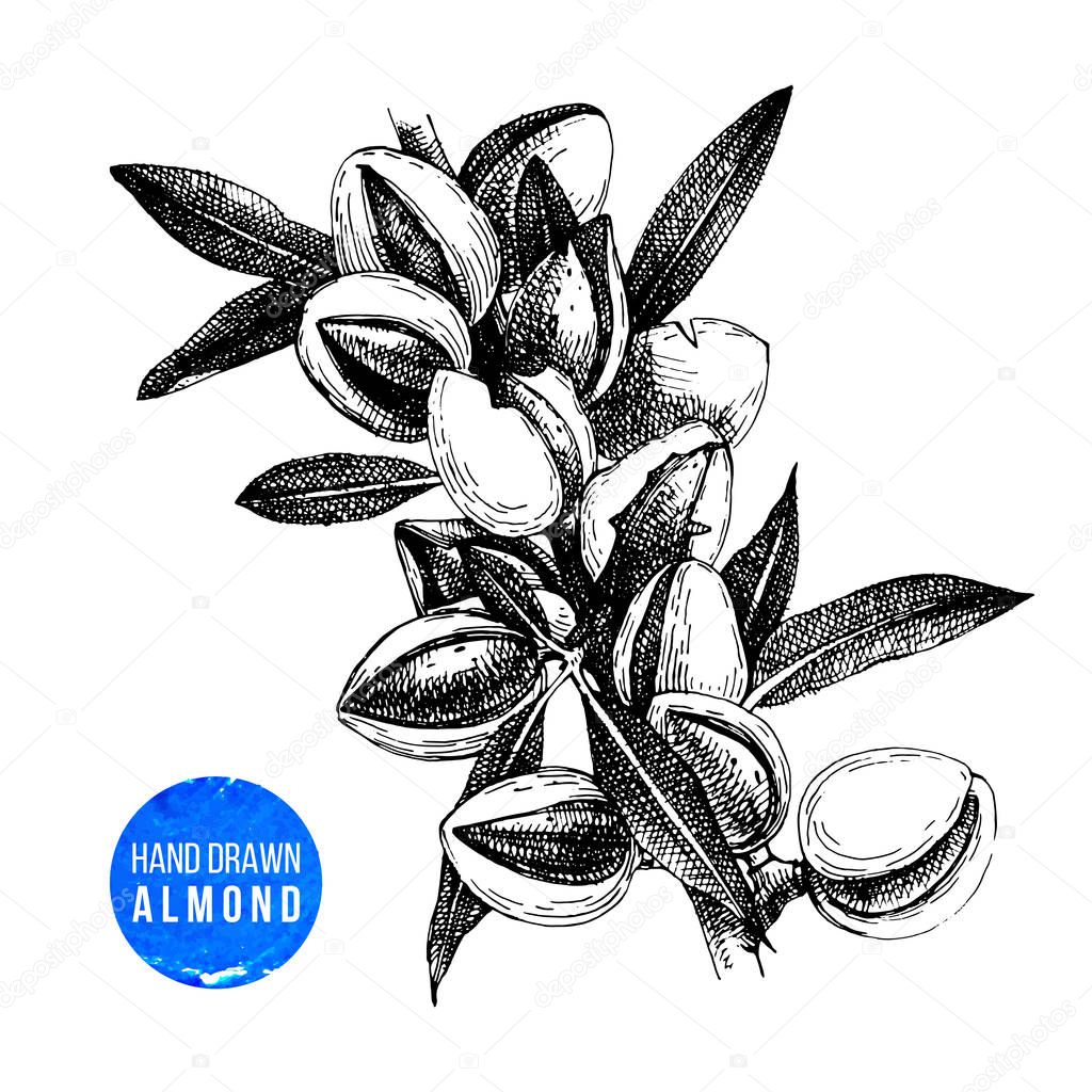 Rama de almendras dibujadas a mano con hojas y frutos secos 2023