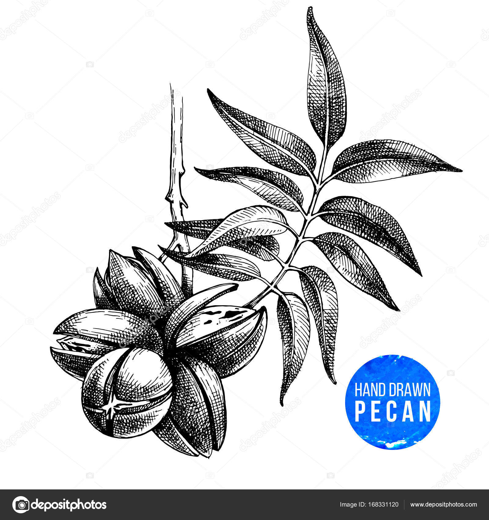 Hand drawn pecan nuts Stock Illustration by ©mart_m #168331120