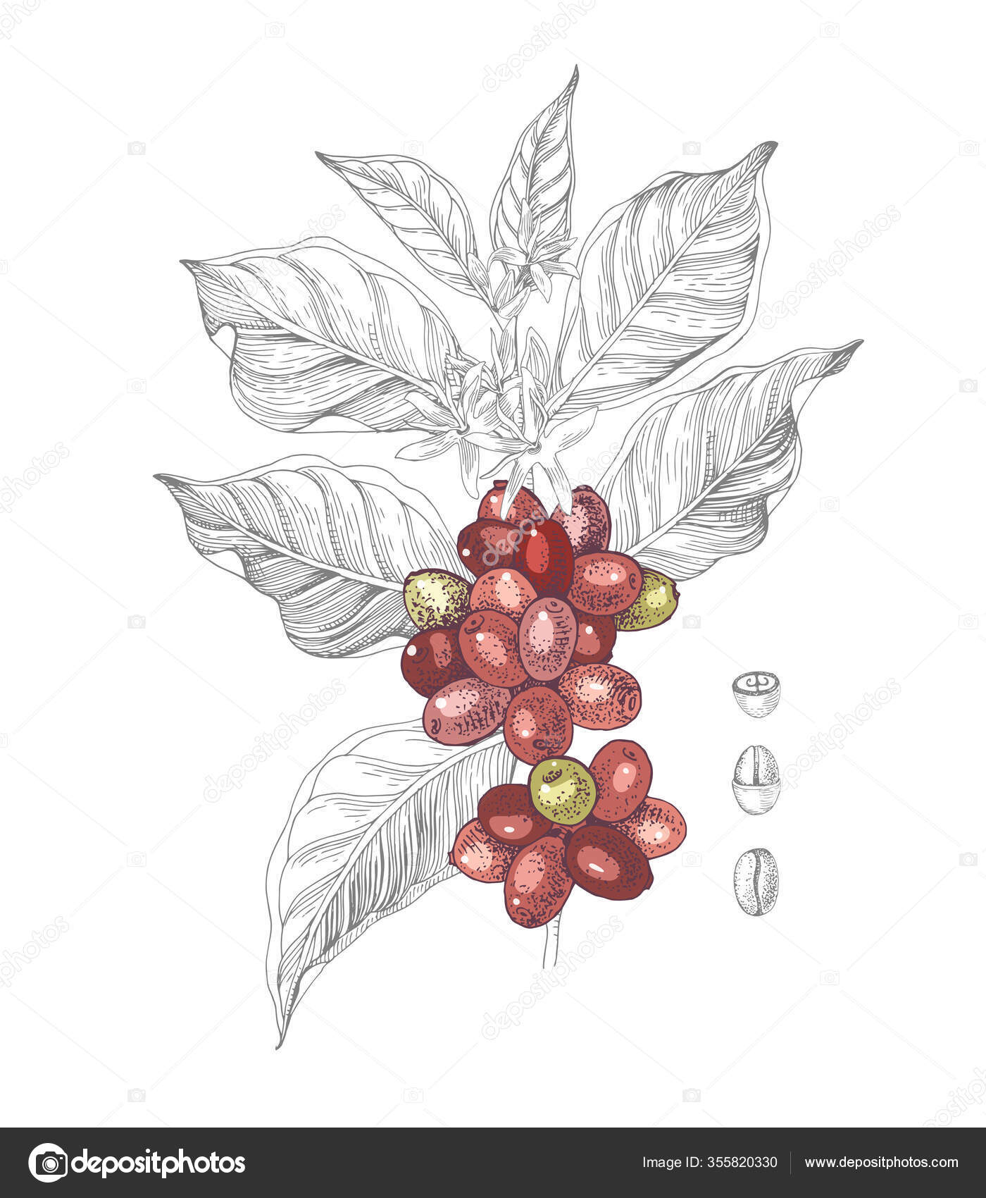 Hand drawn illustration of Coffee branch with seeds, fruits and flowers ...