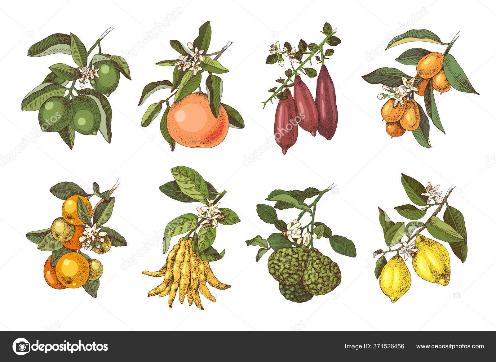 Hand drawn citrus plants branches. Stock Vector by ©mart_m 371526456