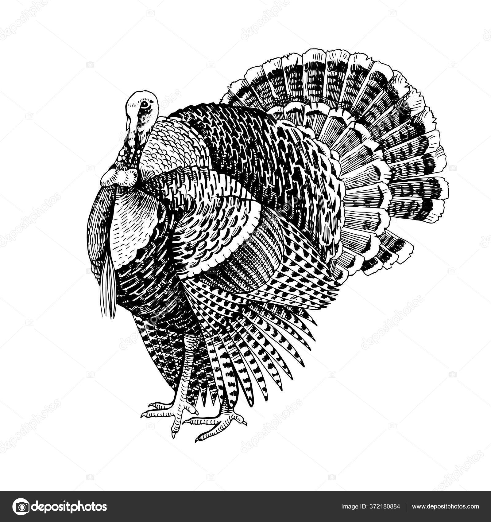 Flying Turkey Silhouette