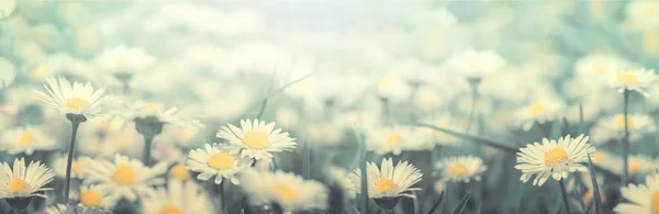 Twitter Daisy Backgrounds