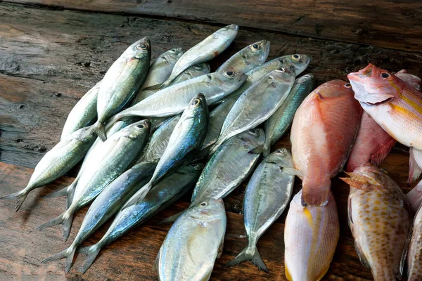 Dark fish Images - Search Images on Everypixel