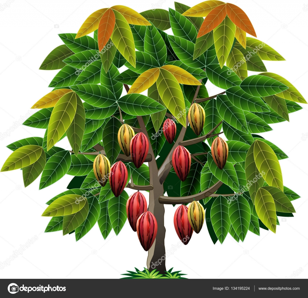 Vector Cocoa tree Stock Vector by ©msjeje 134195224