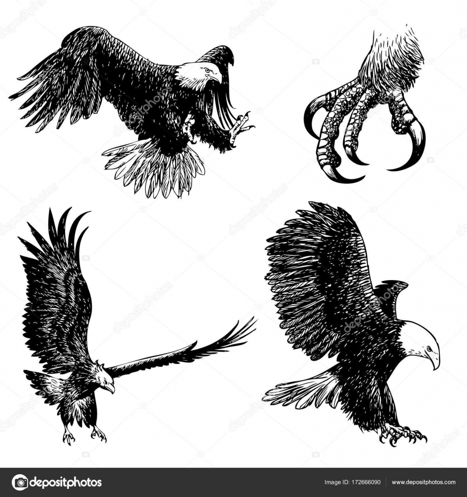 Set of eagle doodle hand drawn Stock Vector Image by ©simpleBE #172666090