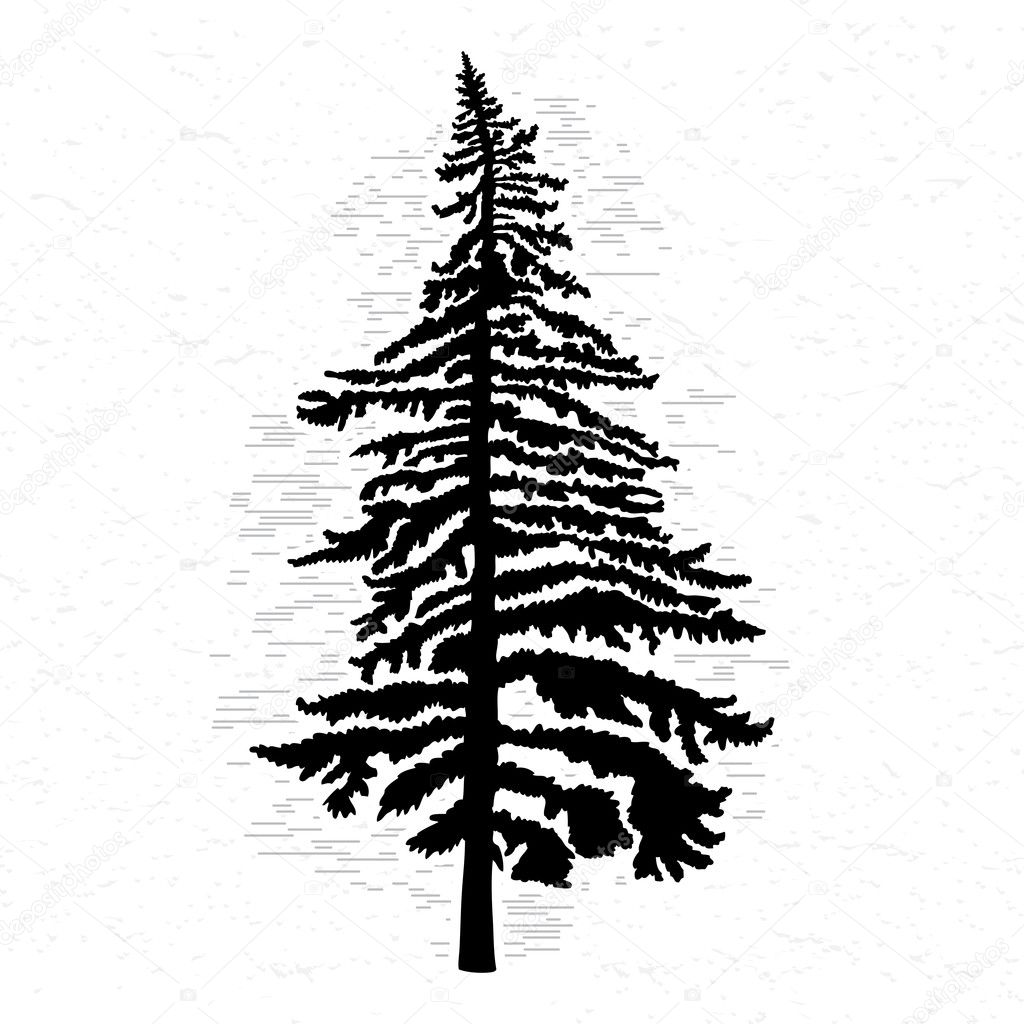 Hand drawn fir tree silhouette — Stock Photo © goldenshrimp #125552668