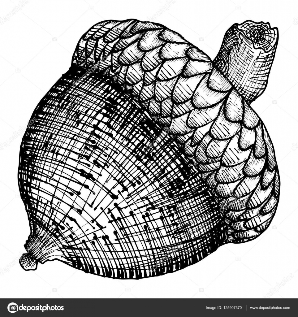 Acorn Drawing