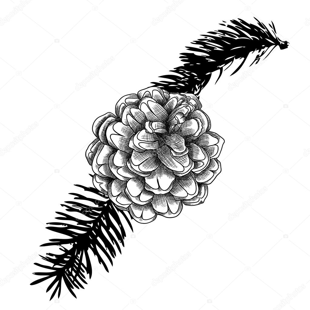 Hand drawn pine cone sketch — Stock Vector © goldenshrimp #125908030