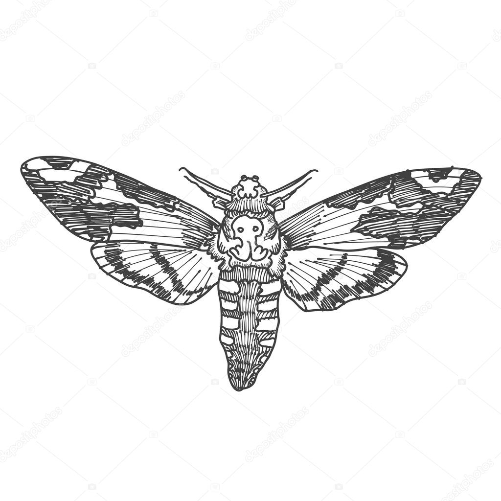 Death's head hawk moth sketch Stock Illustration by ©goldenshrimp ...