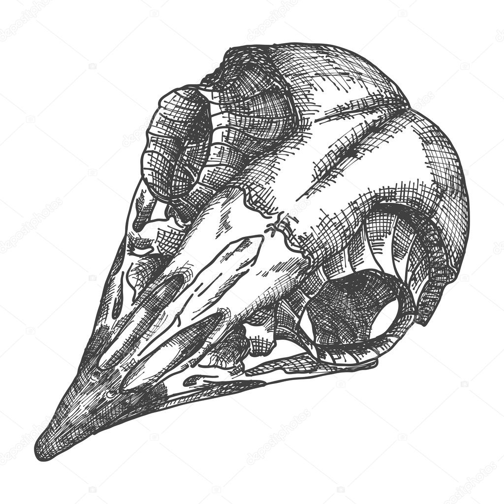 Bird's skull sketch — Stock Photo © goldenshrimp #126901762