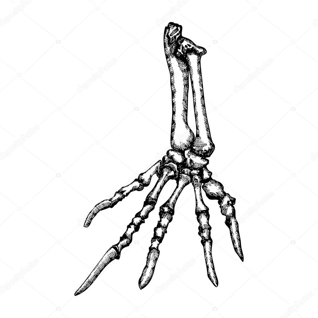Lizard bones of the hand sketch Stock Vector by ©goldenshrimp 127579564