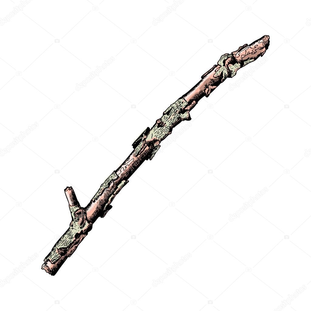 Detailed and precise wood twig sketch — Stock Photo © goldenshrimp ...