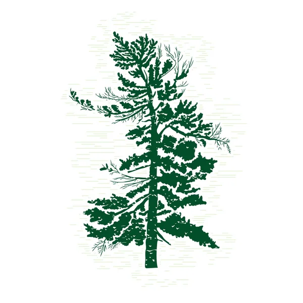 Hand drawn fir tree sketch — Stock Photo © goldenshrimp #129610982