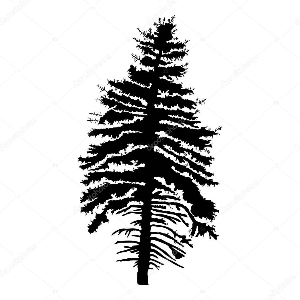 Hand drawn fir tree sketch Stock Photo by ©goldenshrimp 129610996
