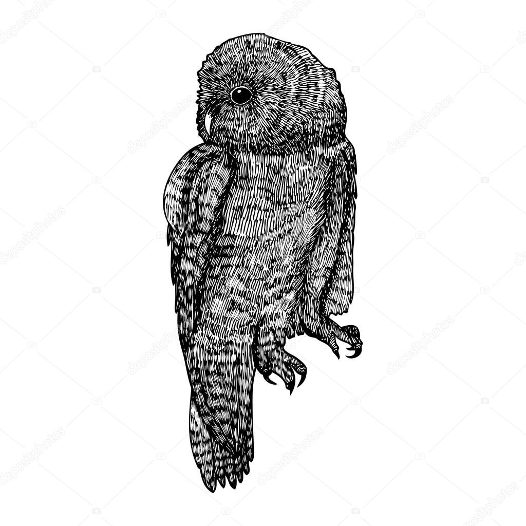 Owl ink line drawing Stock Vector Image by ©goldenshrimp #130430866
