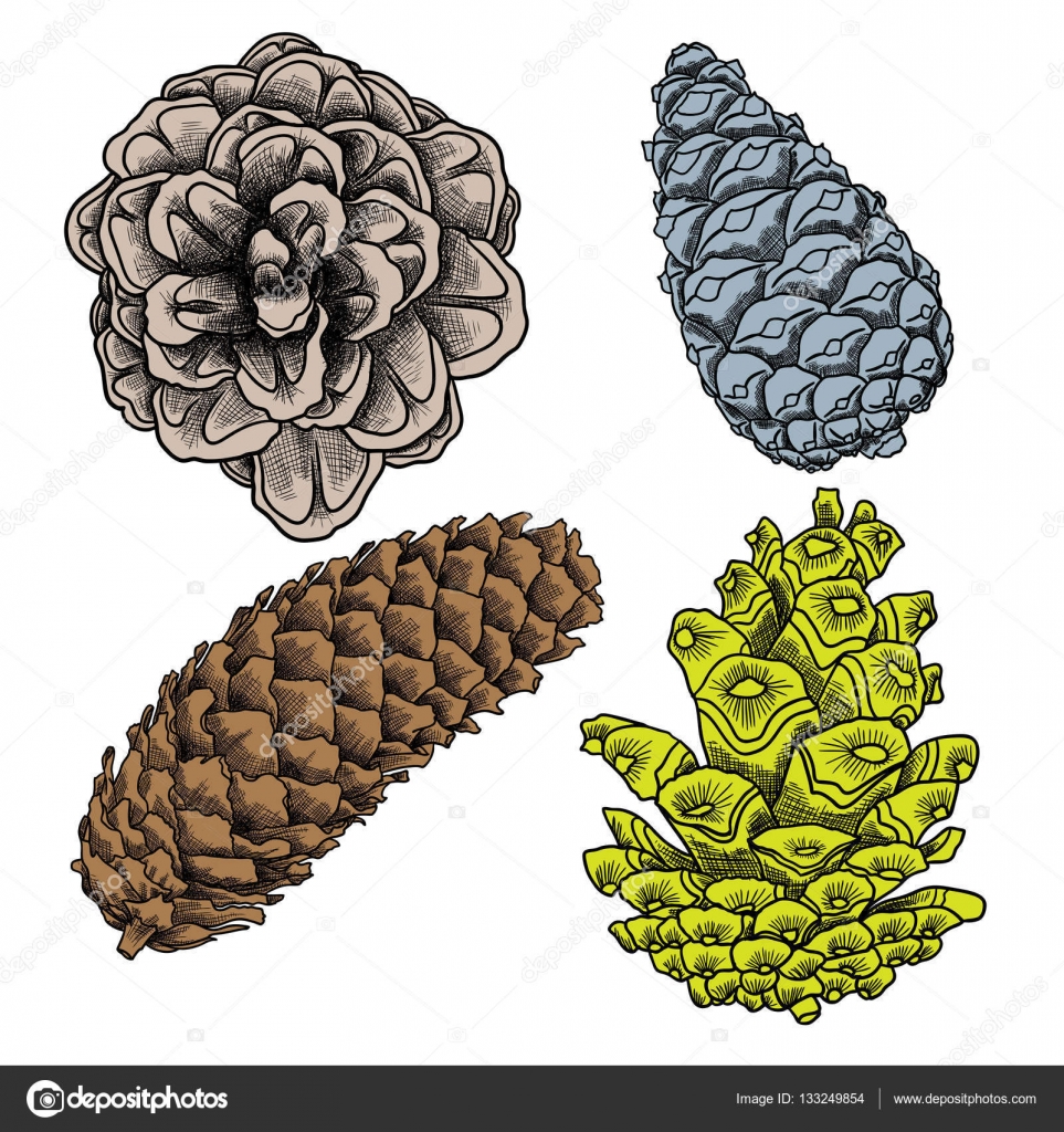 Female Pine Cone