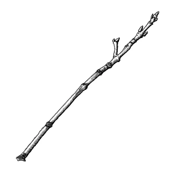 Broken twig Vector Art Stock Images | Depositphotos