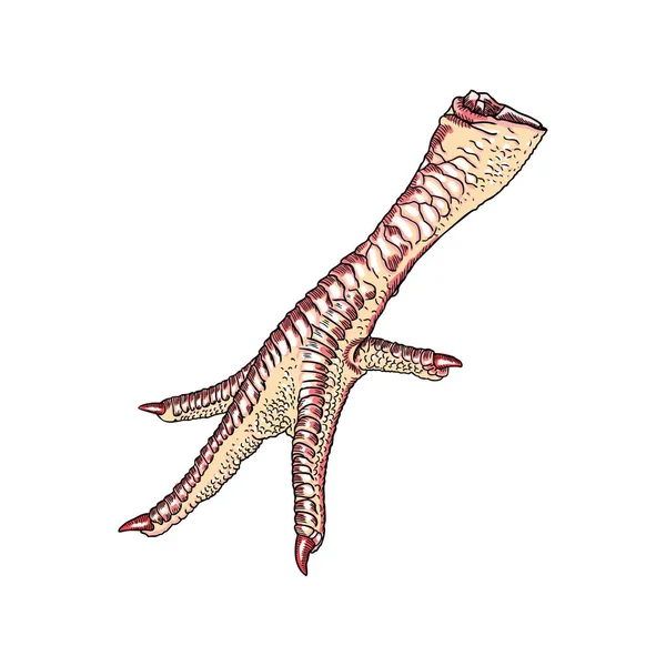 Chicken foot drawing Stock Vector Image by ©goldenshrimp #144615791