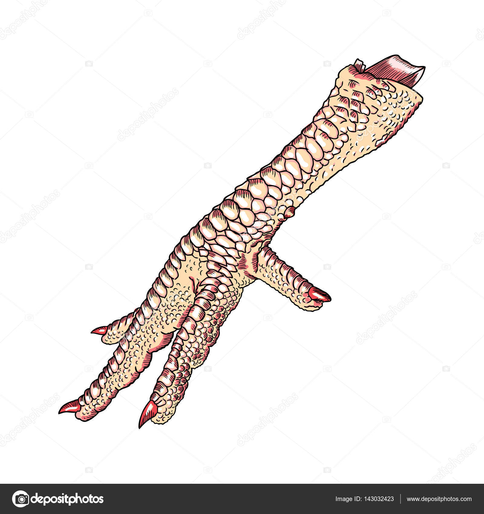 Chicken foot drawing — Stock Vector © goldenshrimp #143032423