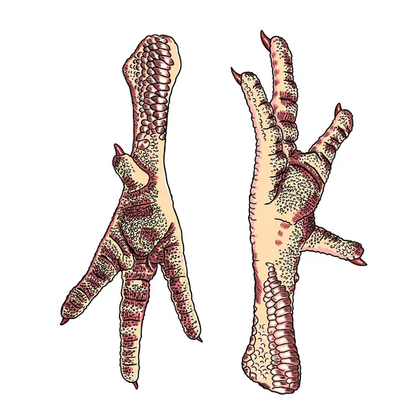 Chicken foot drawing Stock Vector Image by ©goldenshrimp #144615791