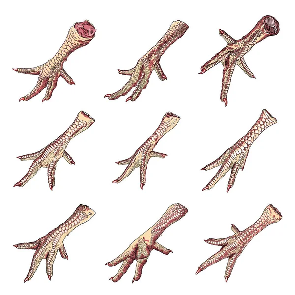 Chicken foot Vector Art Stock Images | Depositphotos