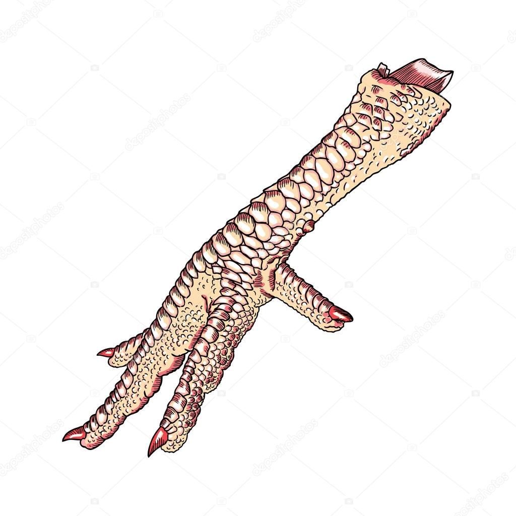 Chicken foot drawing — Stock Vector © goldenshrimp #143032423