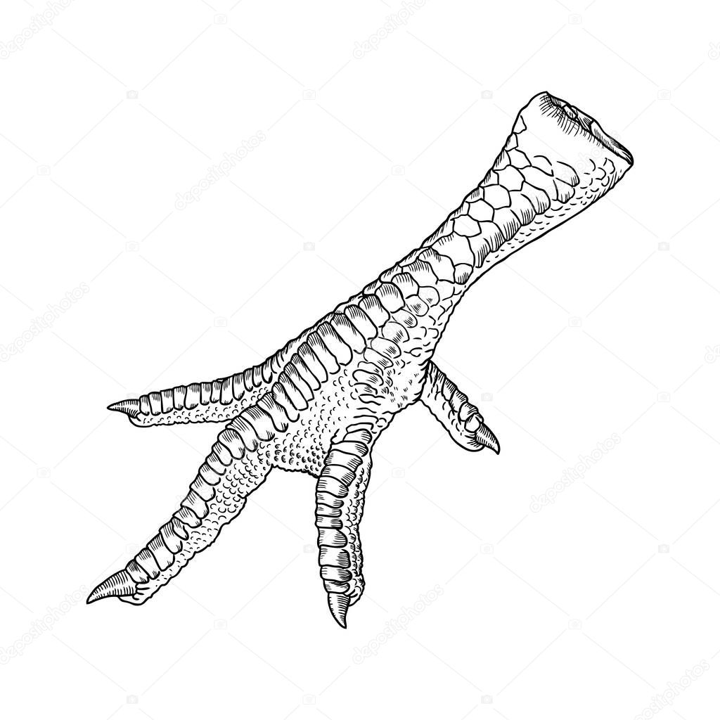 Chicken foot drawing — Stock Vector © goldenshrimp #143032837